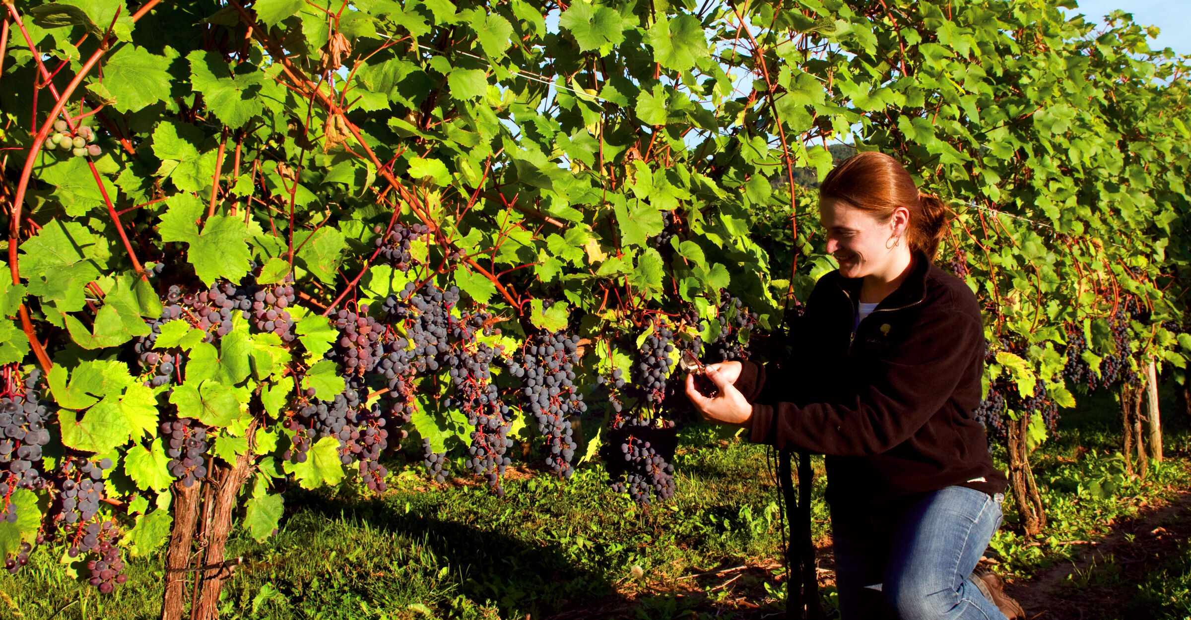 Our History | Gaspereau Vineyards | Gaspereau, Nova Scotia