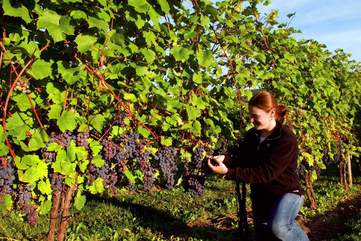 Our History | Gaspereau Vineyards | Gaspereau, Nova Scotia